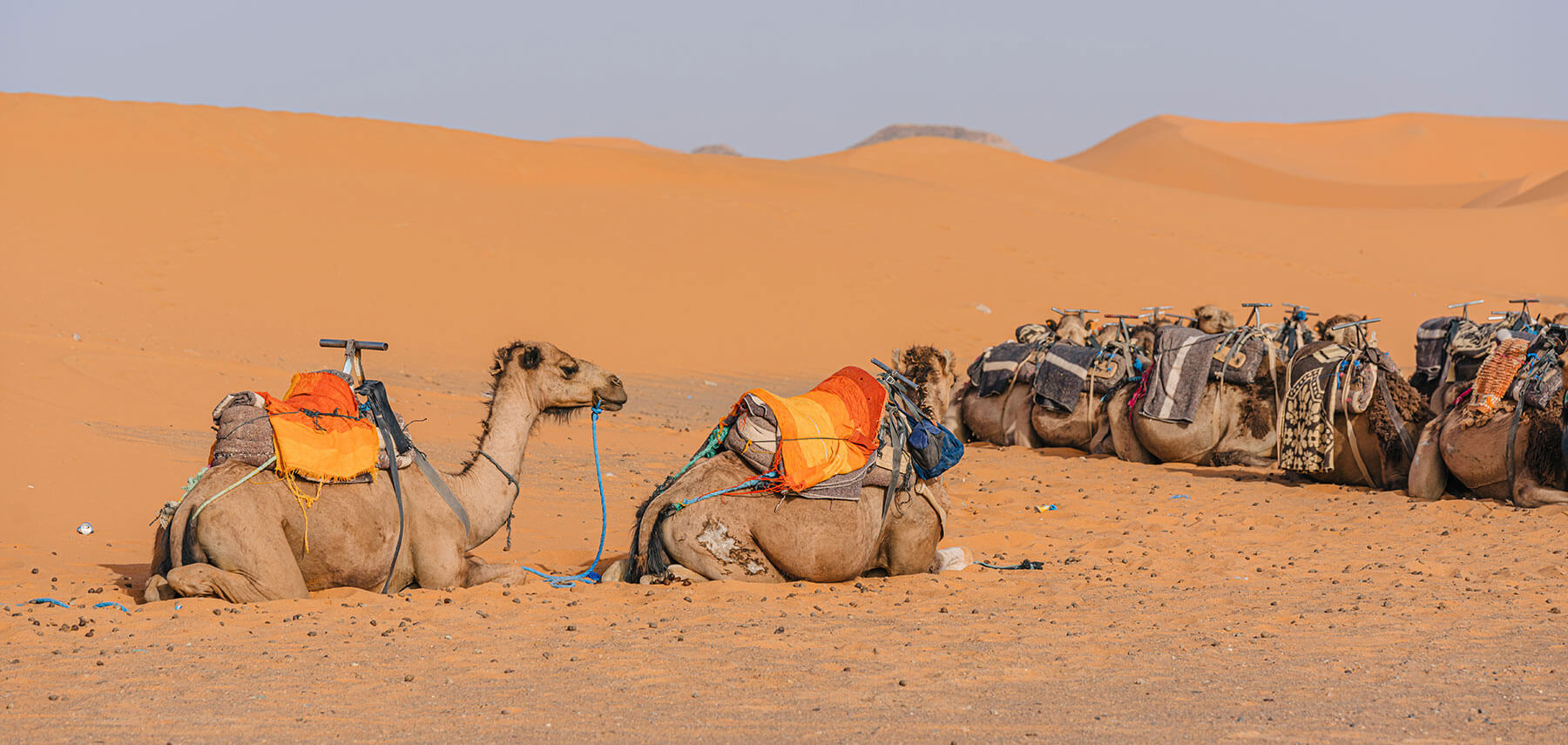 Merzouga Camel Trekking - Magic Sahara Tours